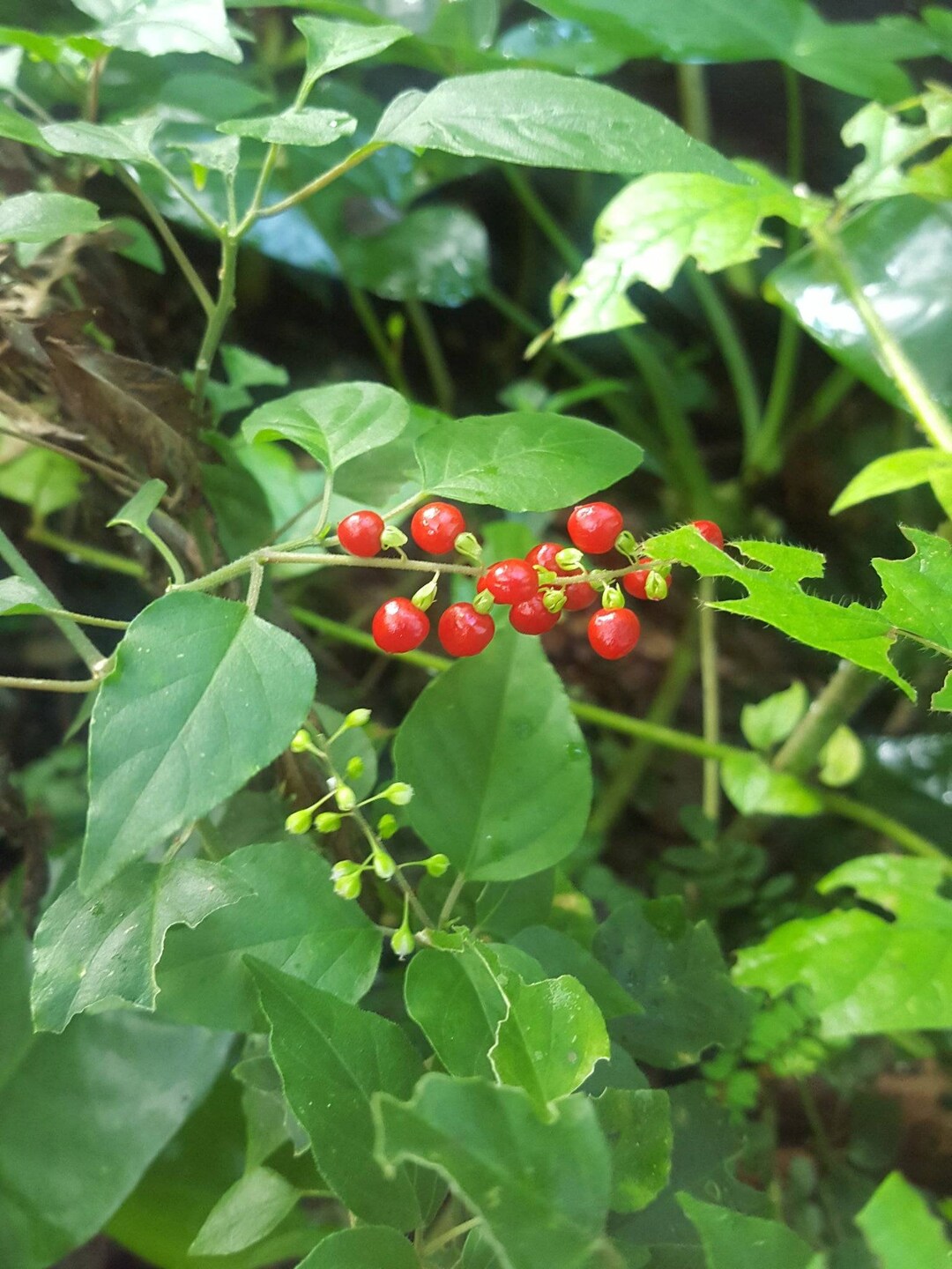 Dog Blood Bush - Etsy