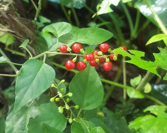 Dog Blood Bush - Etsy