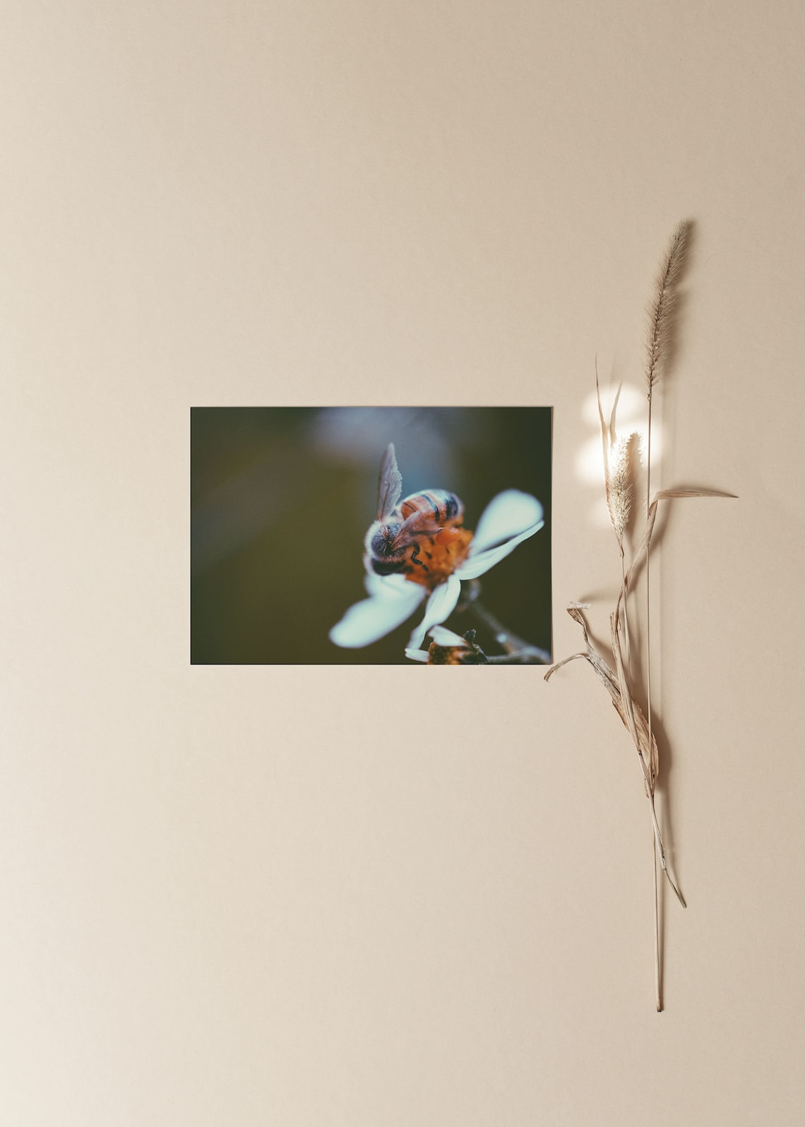 Bee Prints Wall Art, Bee Printable, Insect Prints, Macro Photography ...