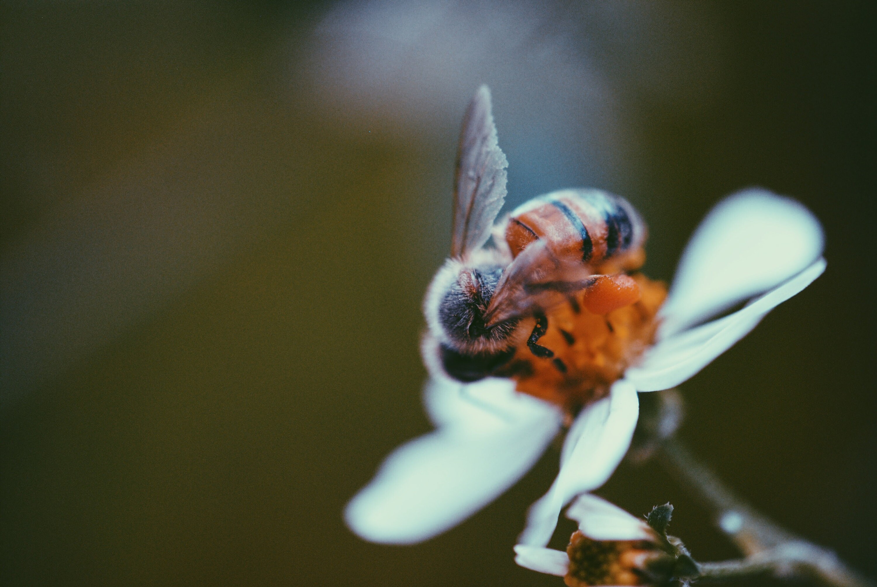 Bee Prints Wall Art, Bee Printable, Insect Prints, Macro Photography ...