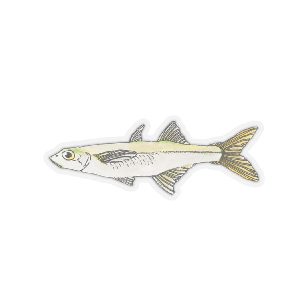 Silverside Fish Sticker - Etsy