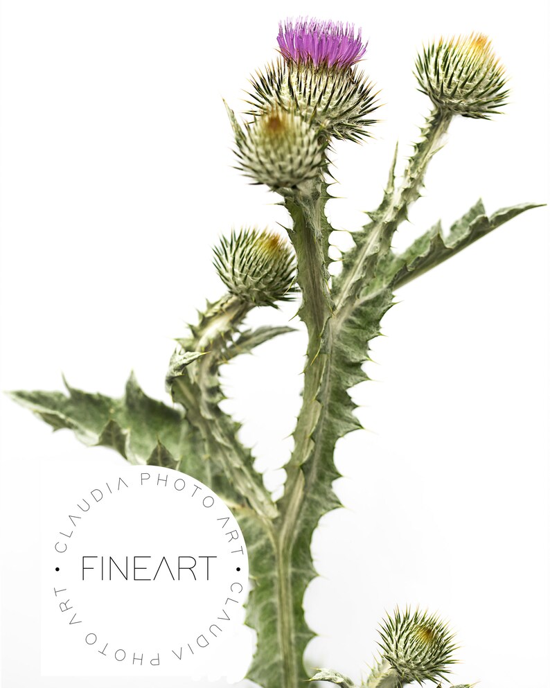 Scotch Thistle , Woolly Thistle Print ,bouquet, Native to Europe and ...