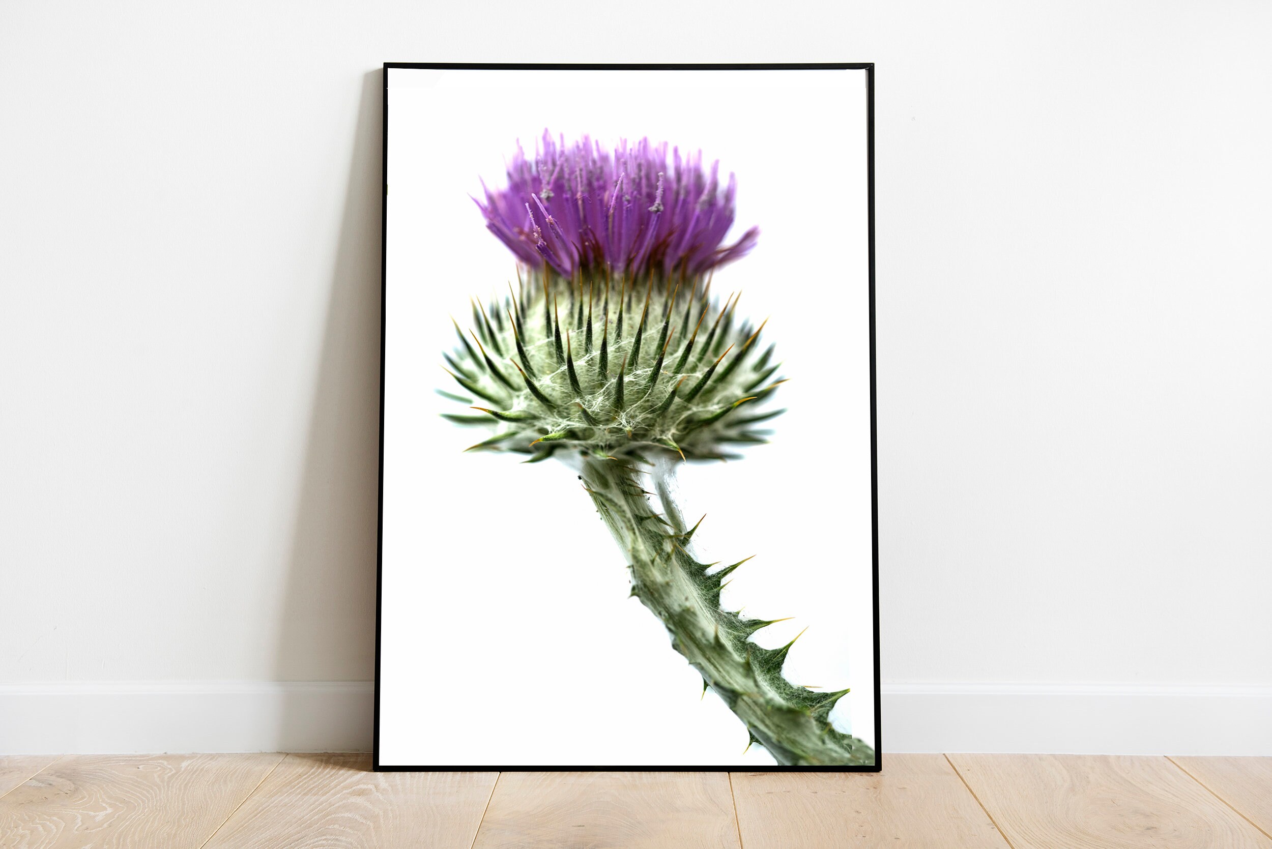 Scotch Thistle , Woolly Thistle Print - Native to Europe and Asia - Etsy