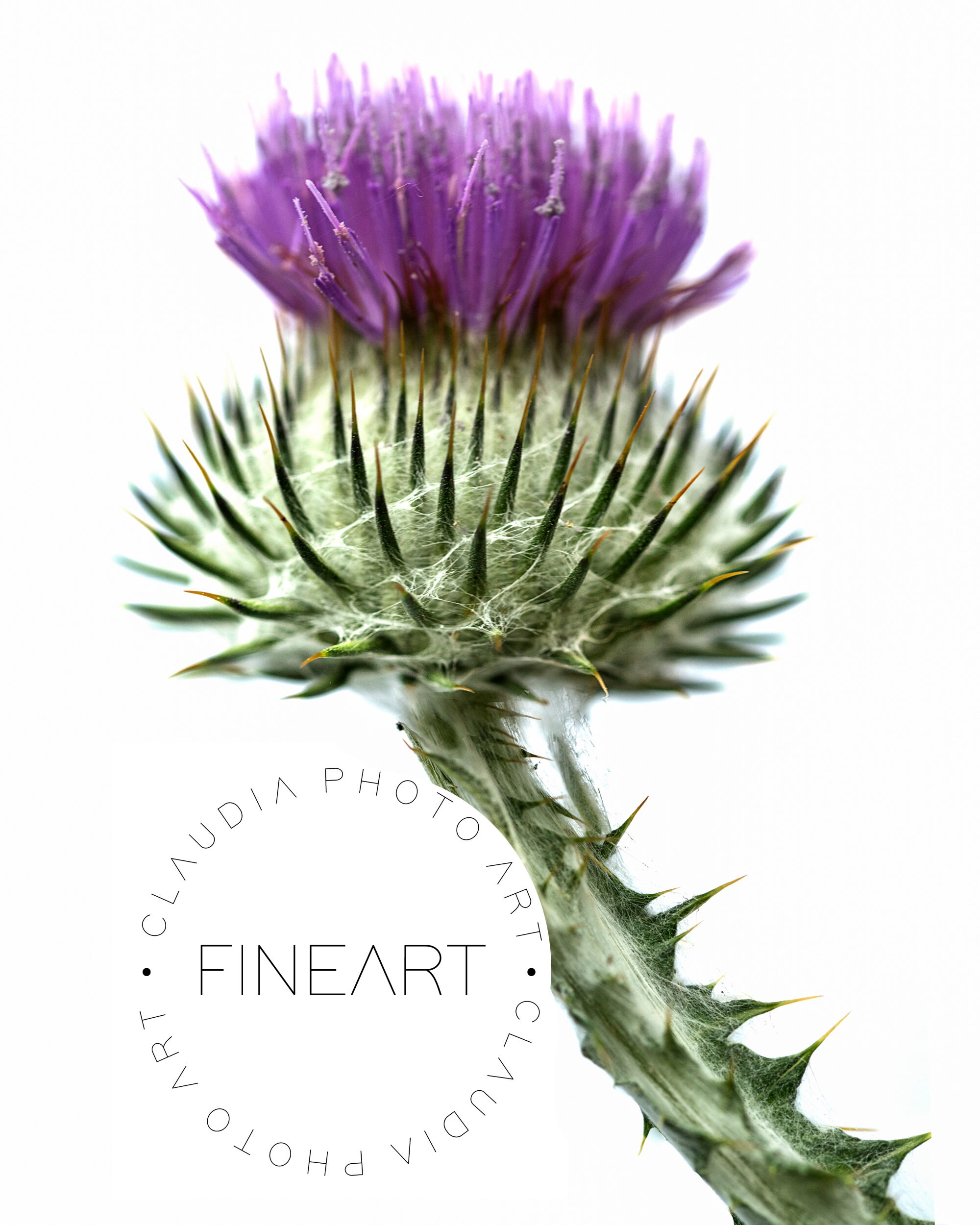 Scotch Thistle , Woolly Thistle Print - Native to Europe and Asia - Etsy