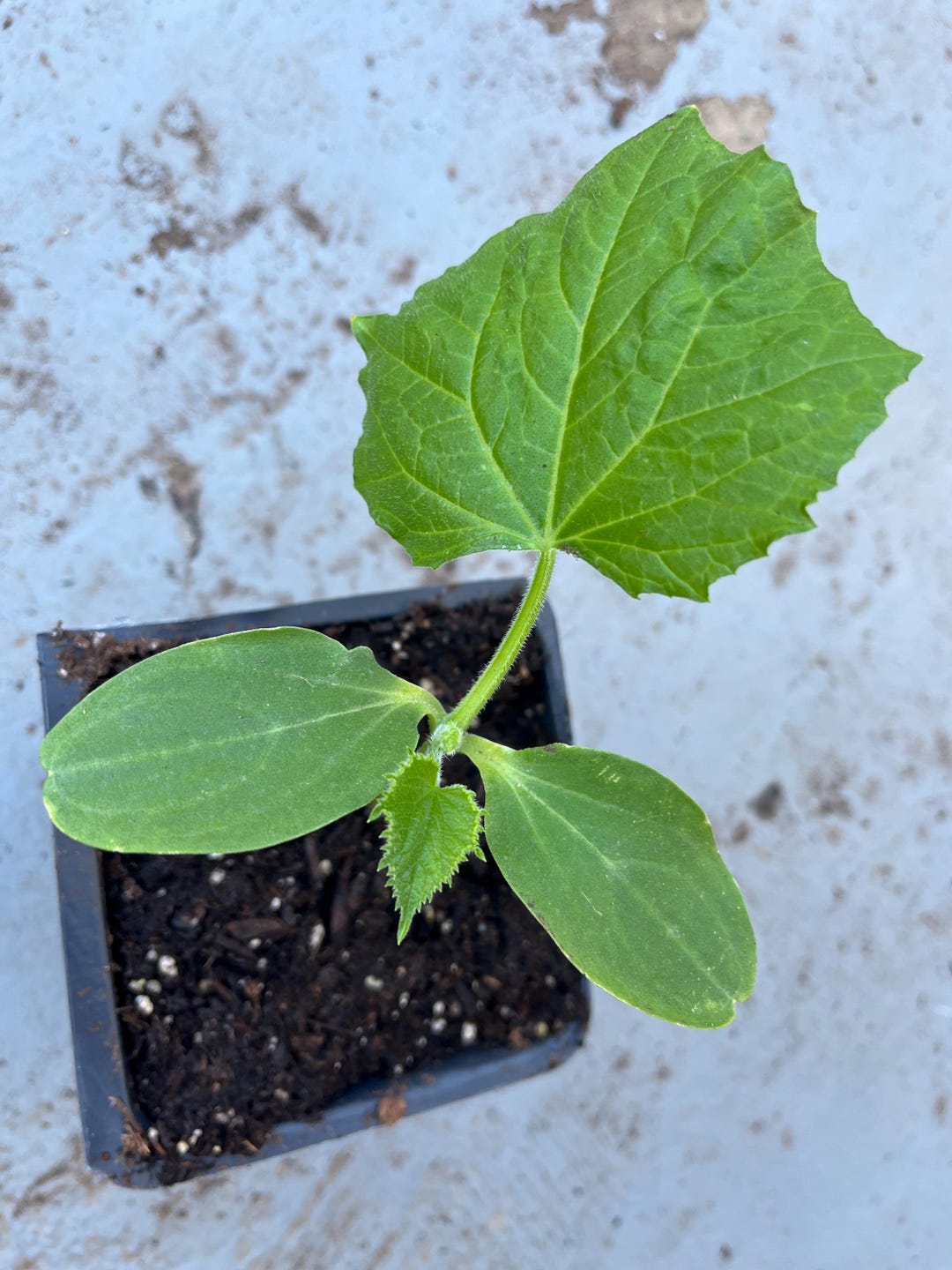 A Live Cucumber Plant in a 4” Pots/janpenese Cucumber / Lemon Cucumber ...