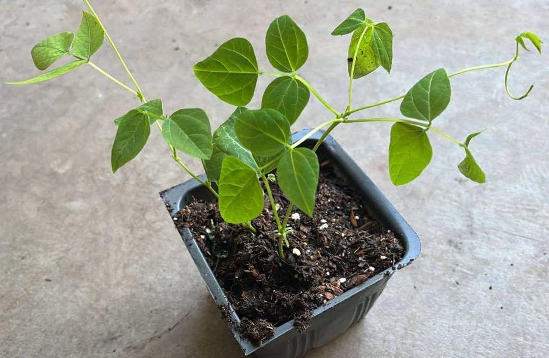 2 Winded Beans Plants in a 4 Pot / Non-gmo /organic - Etsy