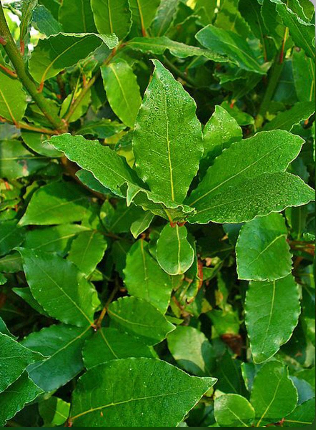 A Bay Leaf Tree Starter in a 3” Pot / 8”- 10” High - Etsy