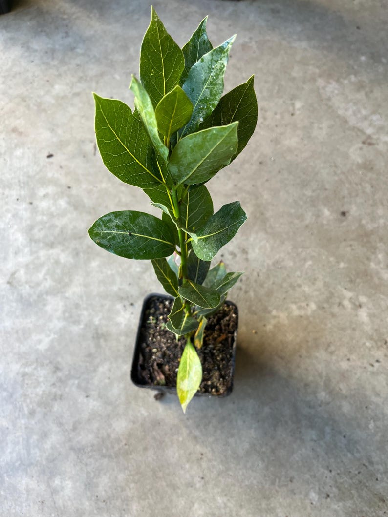 A Two Year Bay Leaf Tree Starter in a 4” Pot / 10-12” High - Etsy