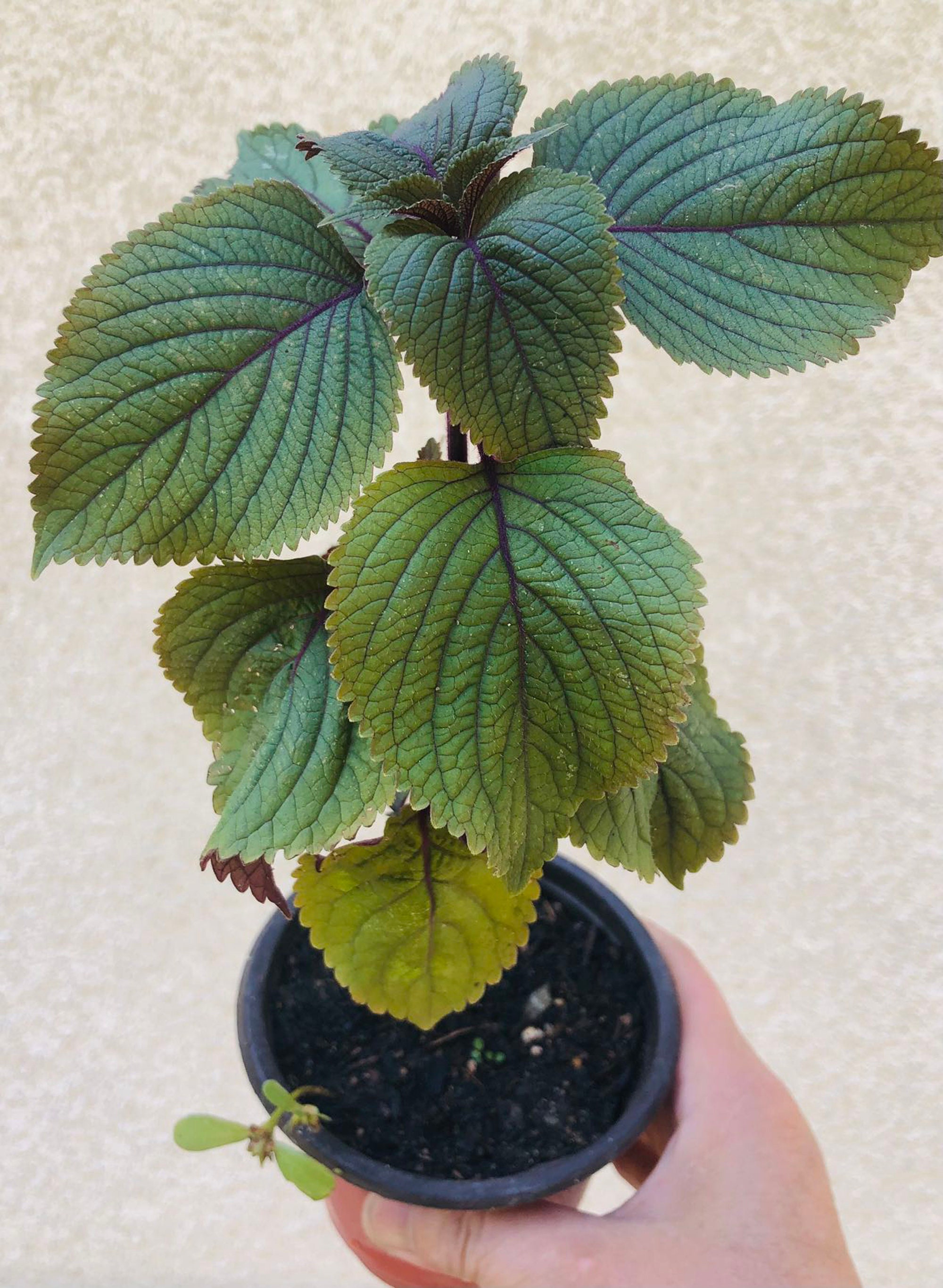 A Perilla Live Plant With a 4 Pot perilla Frutescens - Etsy