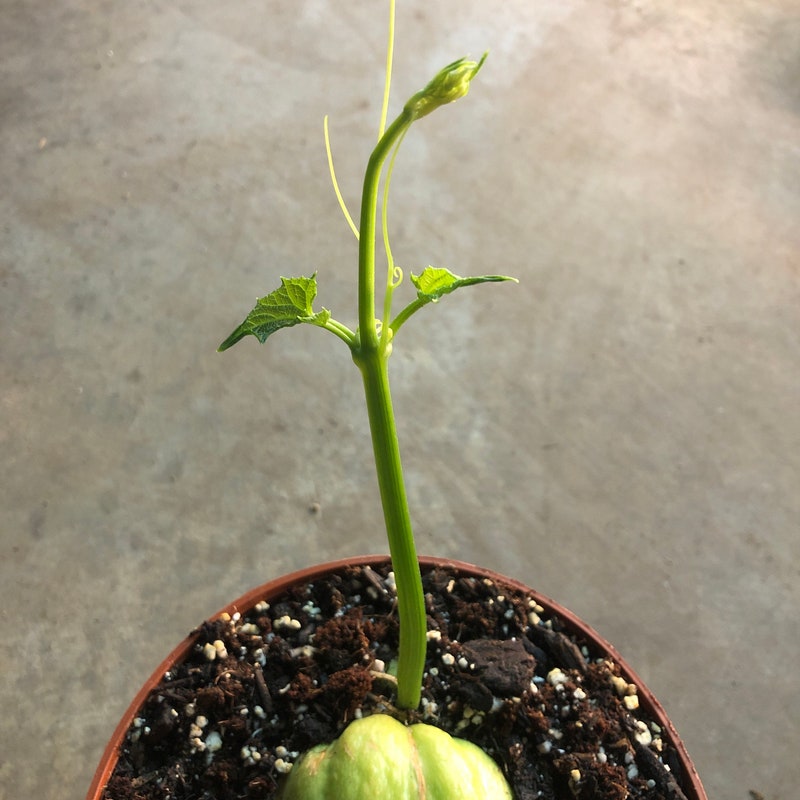 Chayote Plant - Etsy