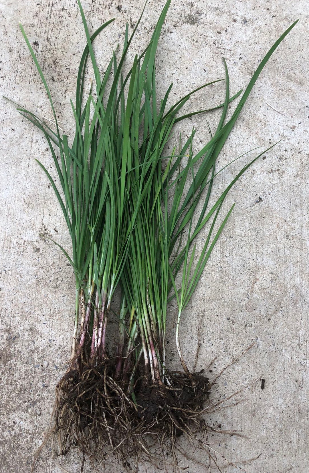 20 Bare Root Garlic Chive Plants(红根韭菜) /20 More Garlic Chive Live ...