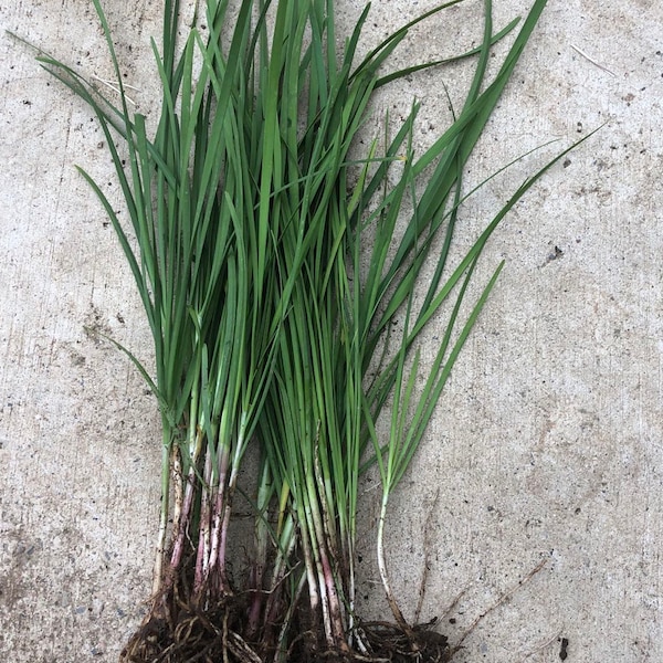 Garlic Chives - Etsy