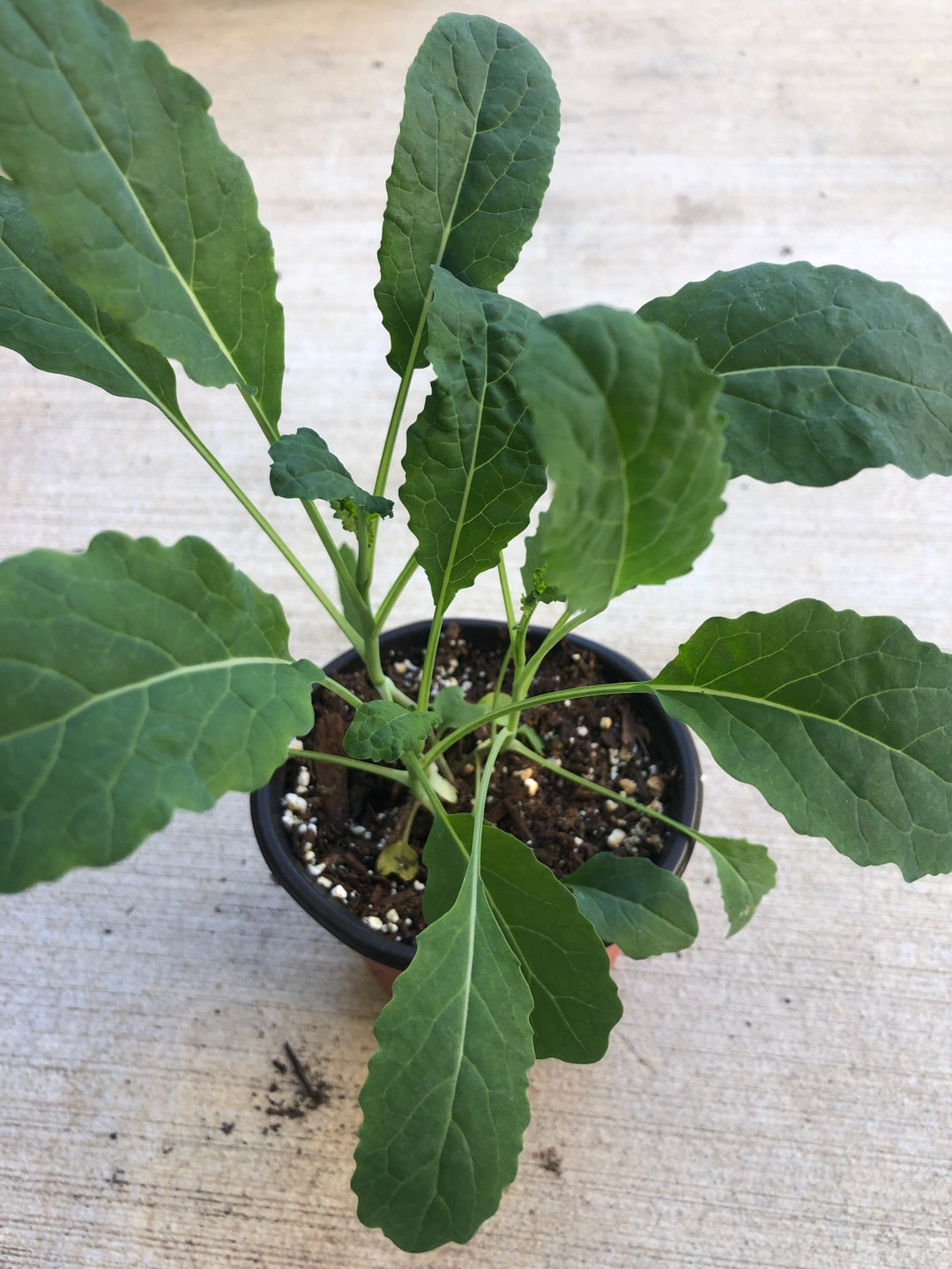 3 Lacinato/dwarf Blue Curled Kale Plants Live in a 4" Pot / Organic ...