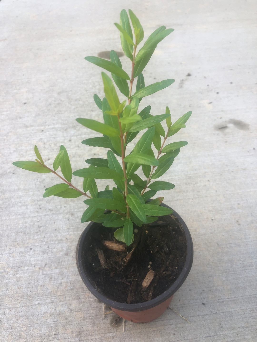 Pomegranate Fruit Live Tree | Non GMO Seedling - Etsy