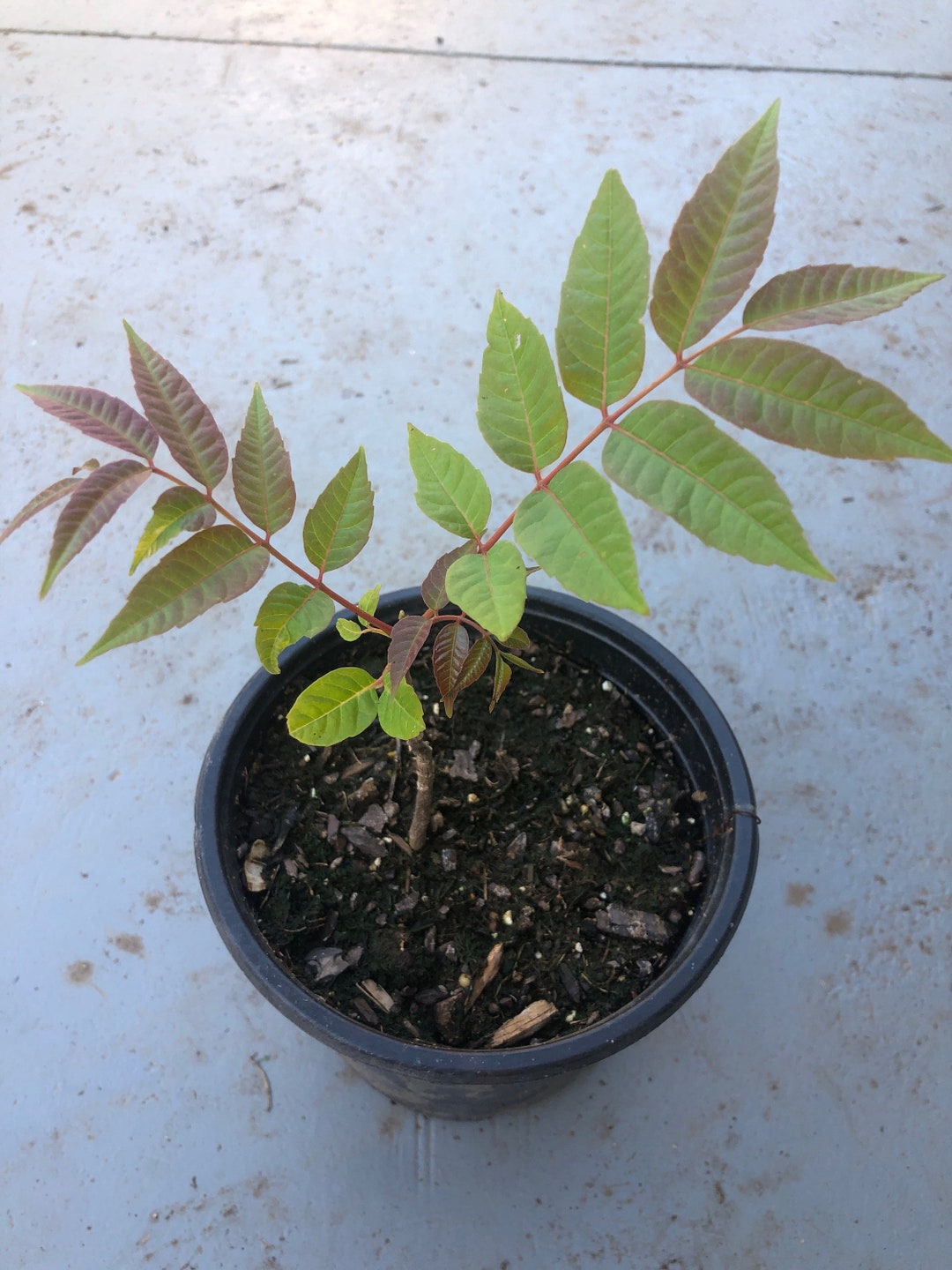 A Rooted Live Chinese Toon Tree in a 5” Pot,two Options :on Your Tree ...