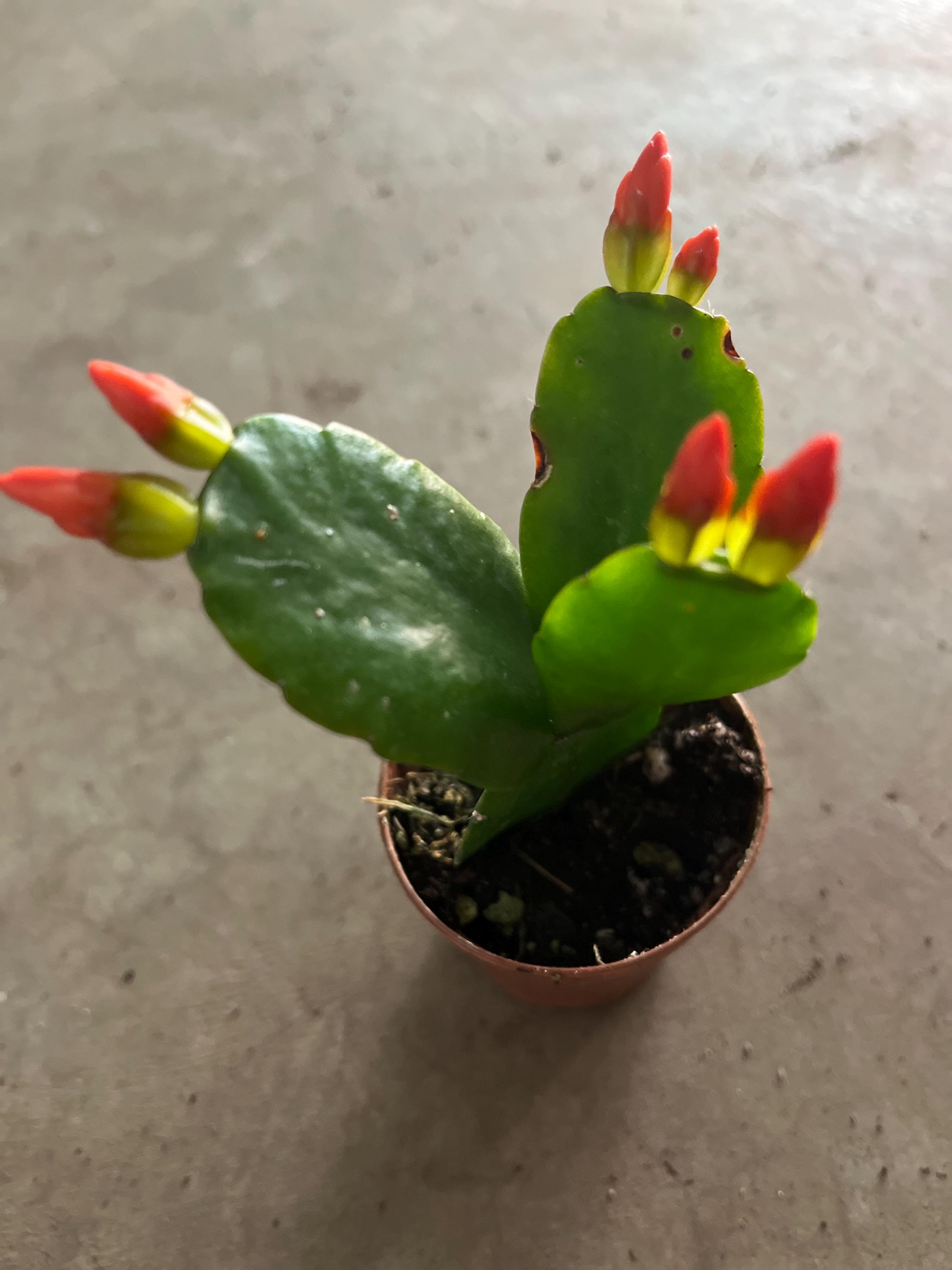 Spring Cactus/easter Cactus Live Plants / Different Colors of Flowers ...