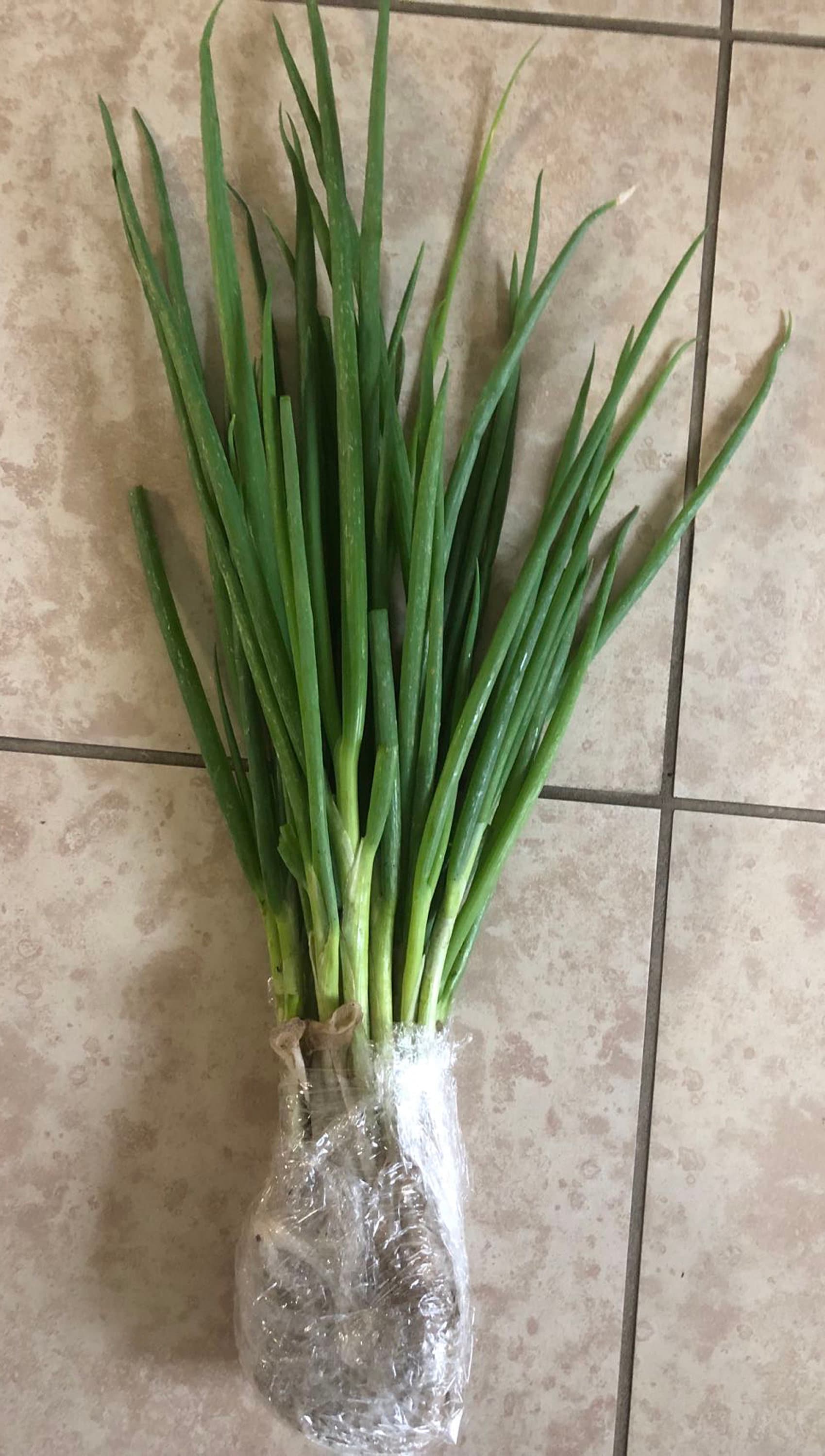 A Bunch of 10 Bare Roots Organic Green Onions for Planting - Etsy