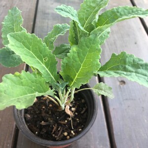 3 Lacinato/dwarf Blue Curled Kale Plants Live in a 4" Pot / Organic ...