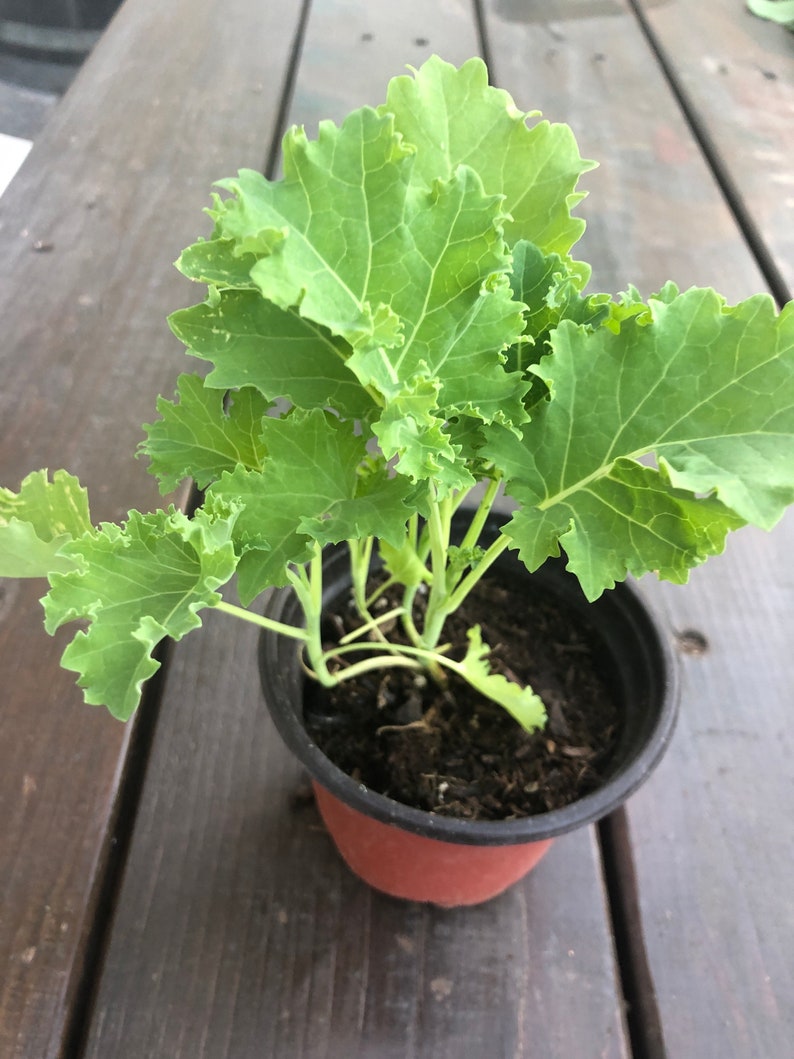 3 Lacinato/dwarf Blue Curled Kale Plants Live in a 4" Pot / Organic ...