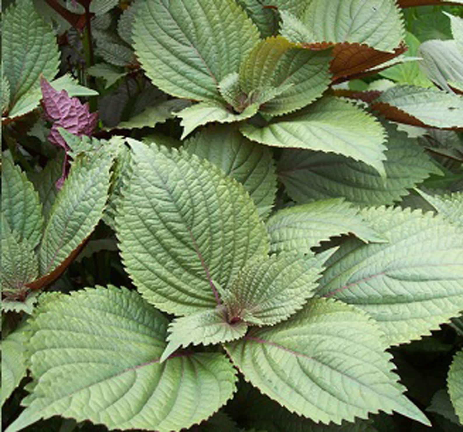 A Perilla Live Plant With a 4 Pot perilla Frutescens - Etsy