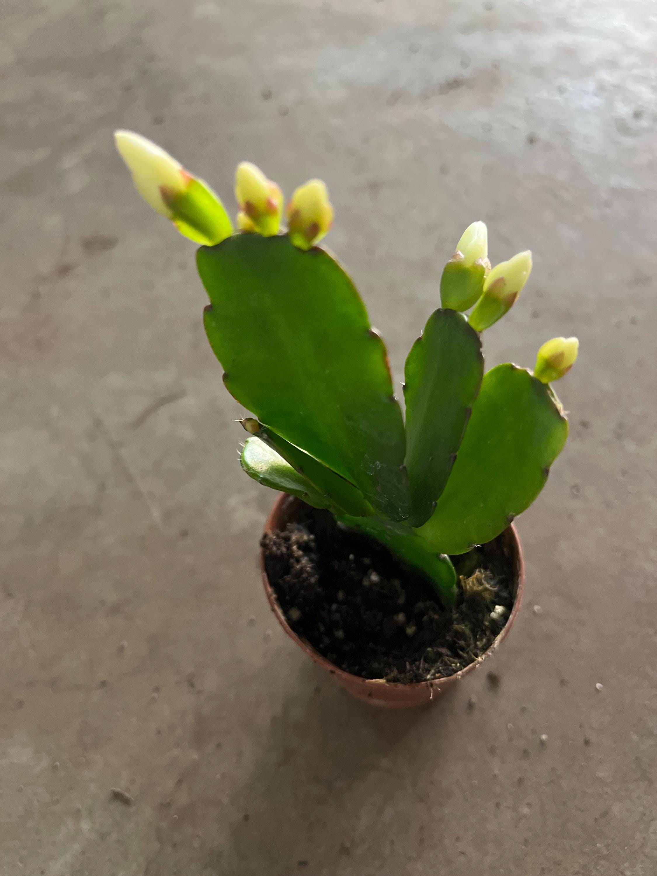 Spring Cactus/easter Cactus Live Plants / Different Colors of Flowers ...