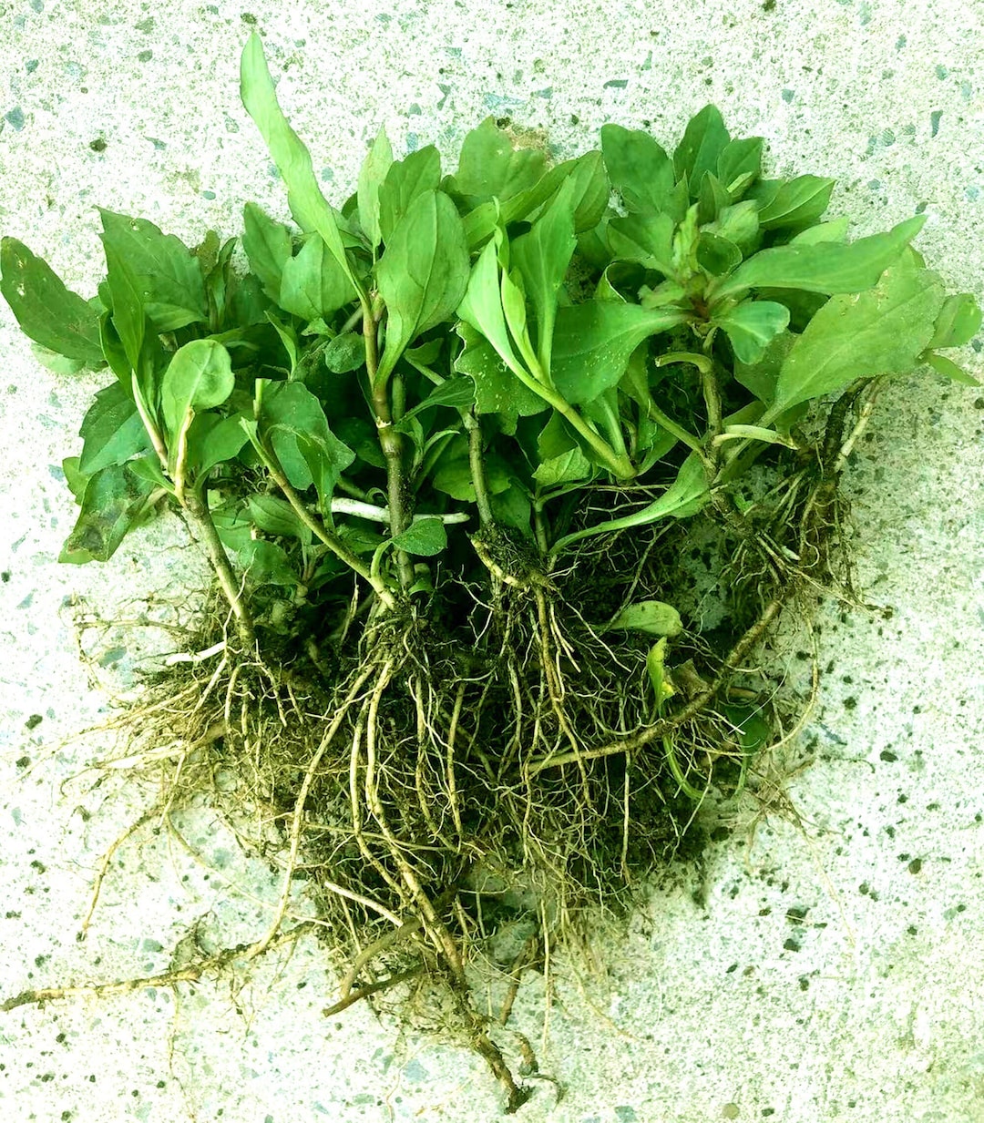 Bare Rooted Kalimeris Indica (indian Aster) Plants Organic - Etsy