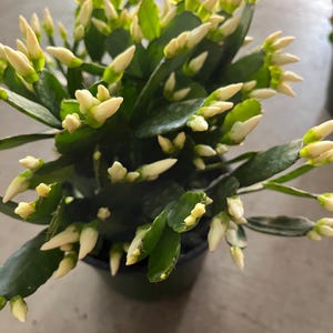 Spring Cactus/easter Cactus Live Plants / Different Colors of Flowers ...