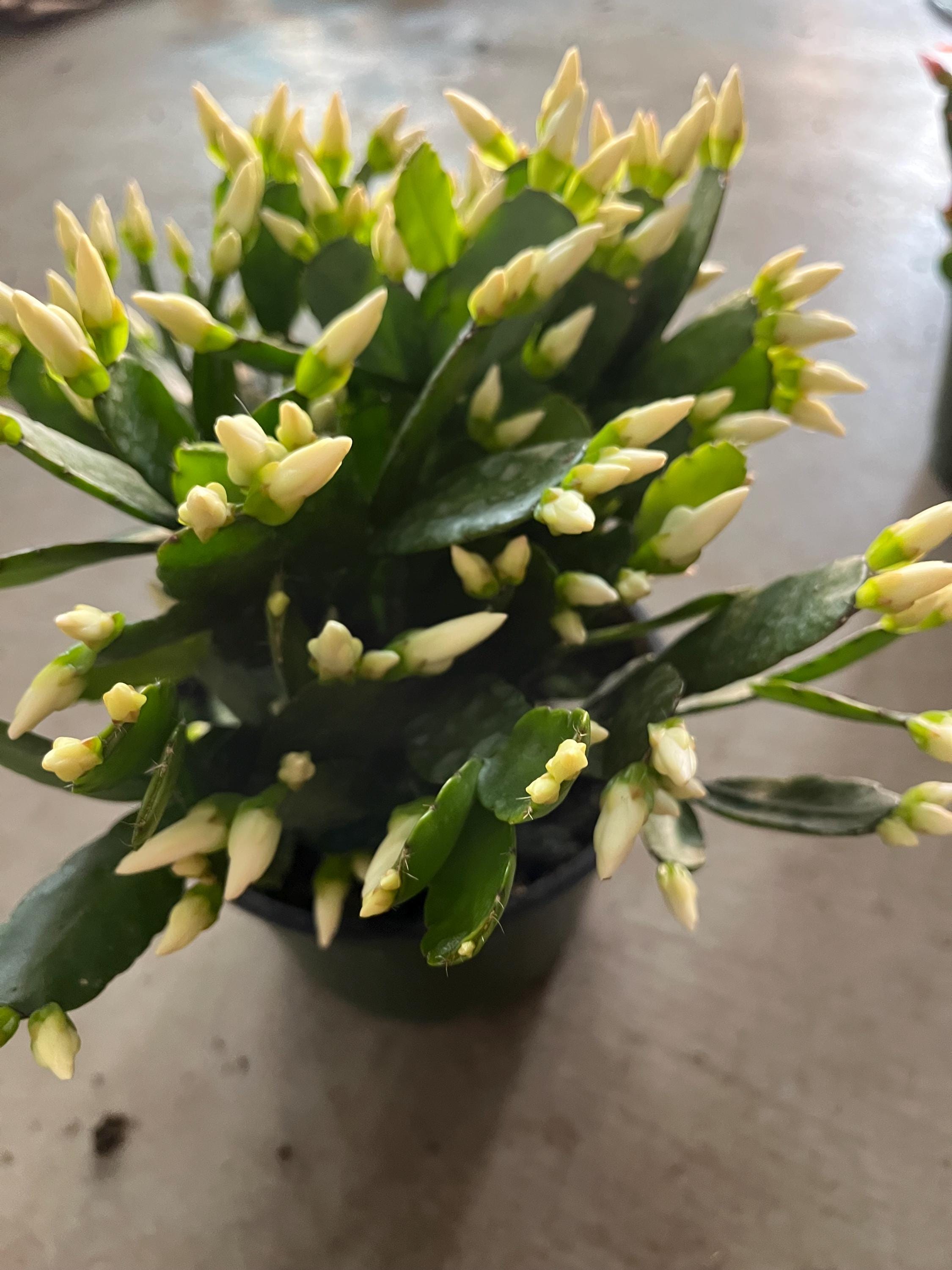 Spring Cactus/easter Cactus Live Plants / Different Colors of Flowers ...