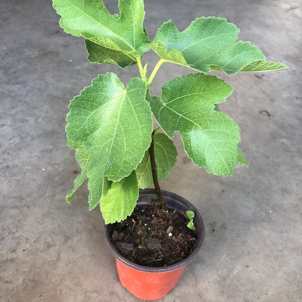Smith Fig Tree - Etsy