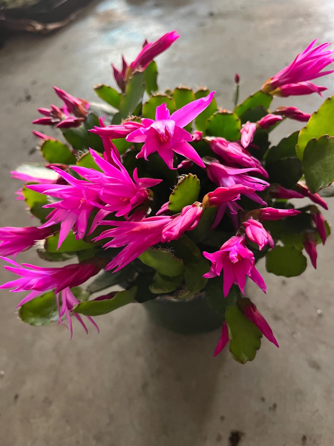Spring Cactus/easter Cactus Live Plants / Different Colors of Flowers ...
