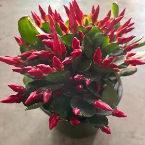 Spring Cactus/easter Cactus Live Plants / Different Colors of Flowers ...
