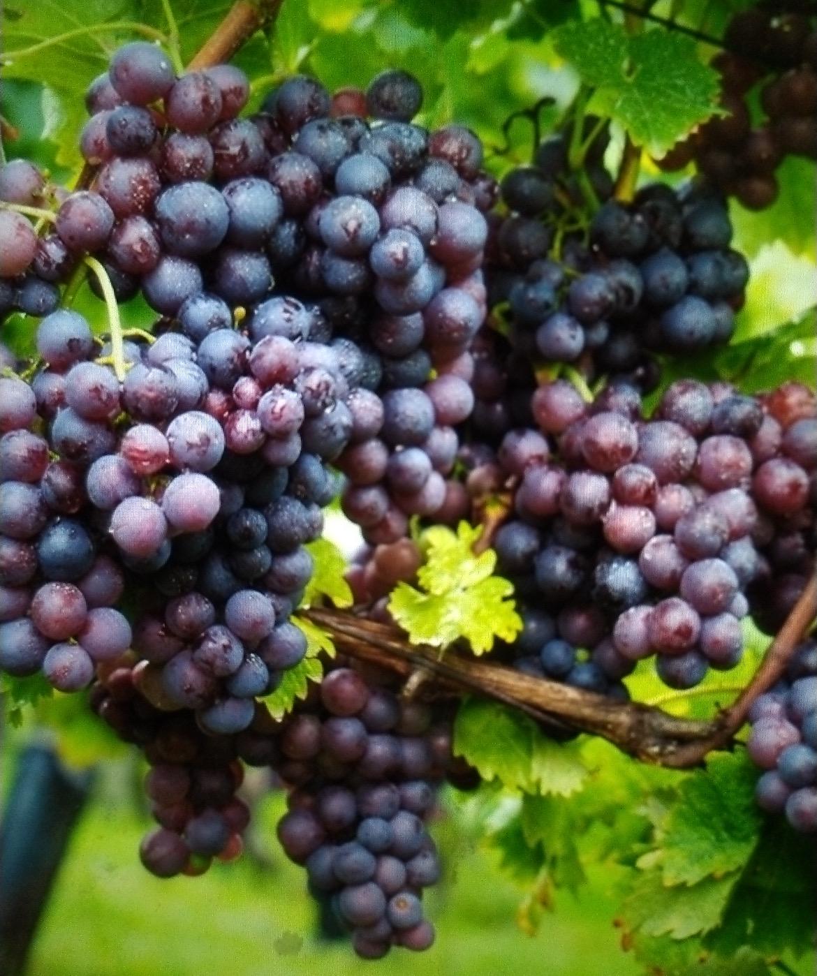 Midgelyee Seedless Grape Live Plant | Fruit Tree (1 Gallon Pot) - Etsy