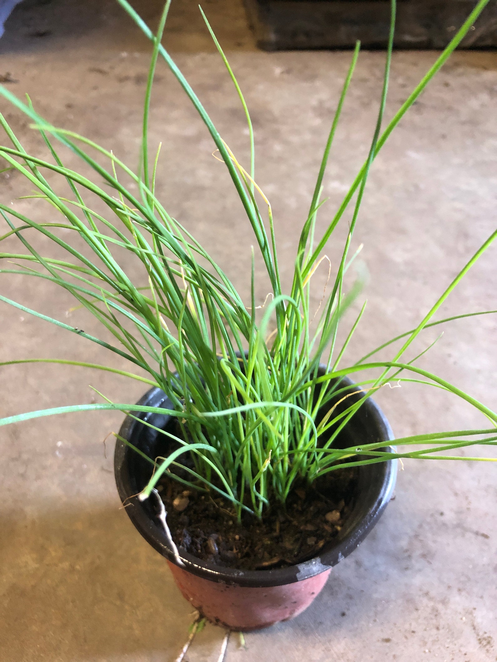 Garlic Chive Plants, Brown Root Variety, 4" Pot - Etsy
