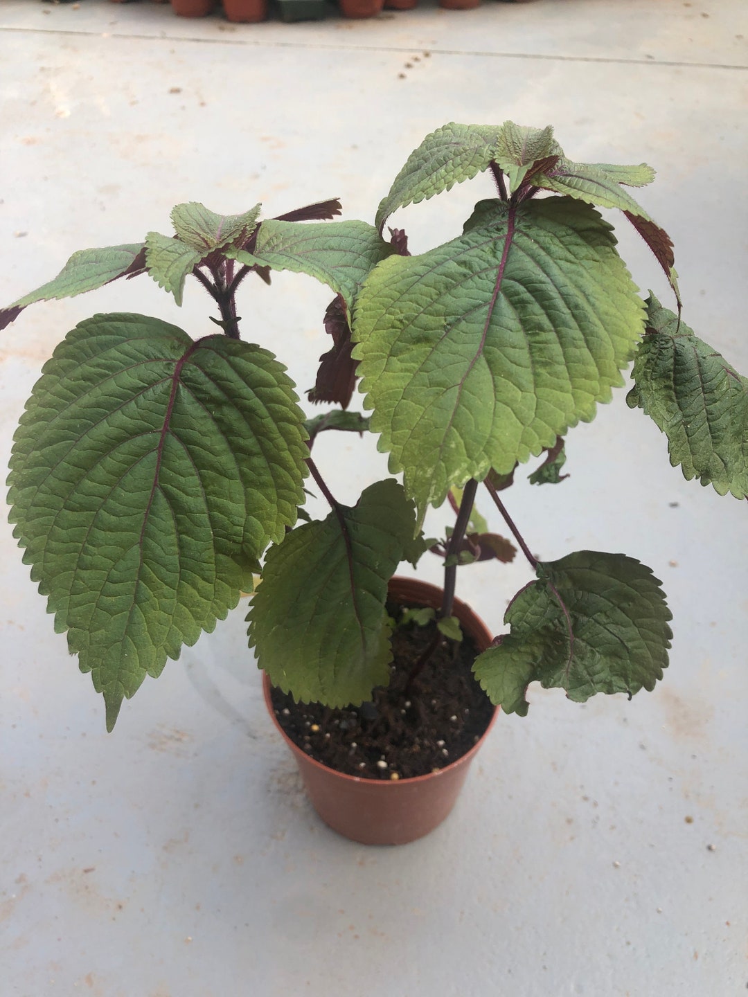 2 Perilla Live Plant in a 4 Pot ,perilla Frutescens Vietnamese Shiso ...