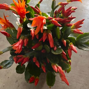Spring Cactus/easter Cactus Live Plants / Different Colors of Flowers ...