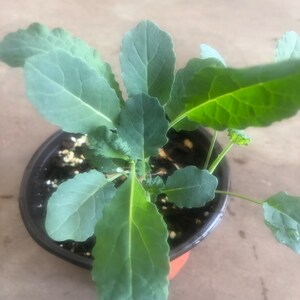 3 Lacinato/dwarf Blue Curled Kale Plants Live in a 4" Pot / Organic ...