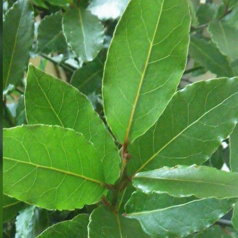 Bay Leaf Tree - Etsy