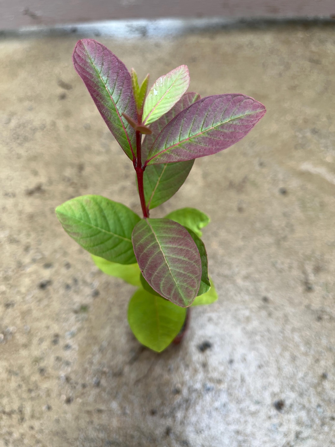 One Year Guava( Red Inside)tree 8”around - in a 4” Pot / - Etsy