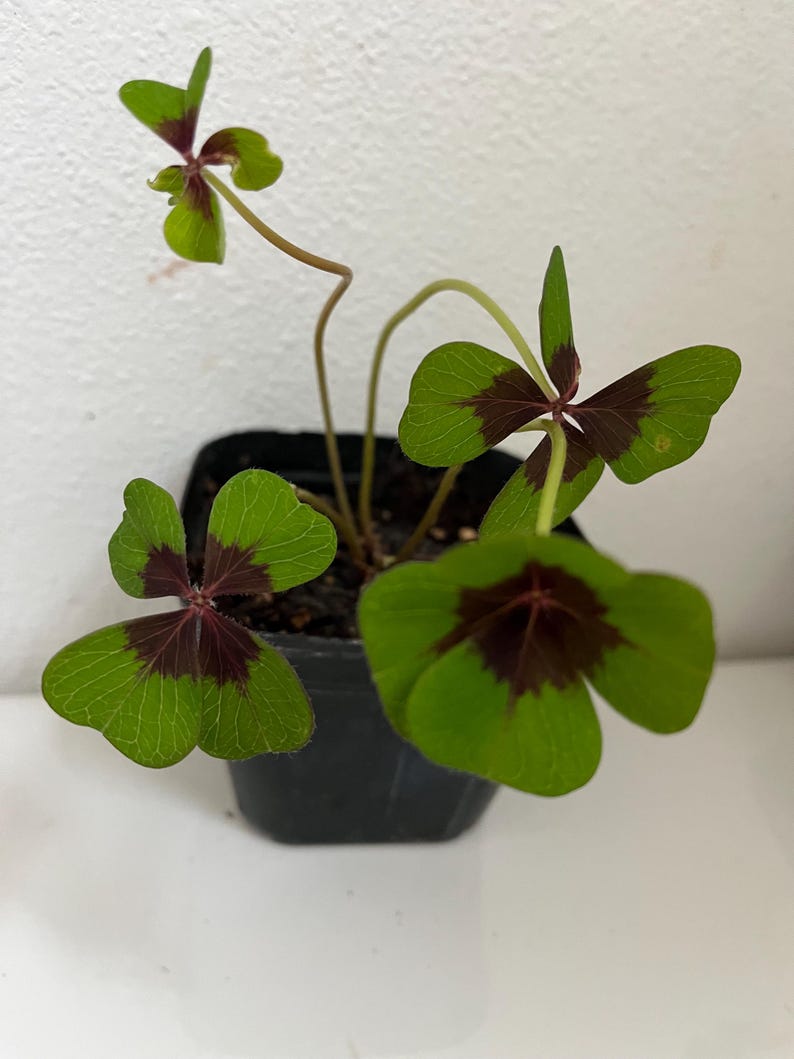 2 Pots Shamrock Iron Cross Oxalis Live Plant/easy to Grow - Etsy