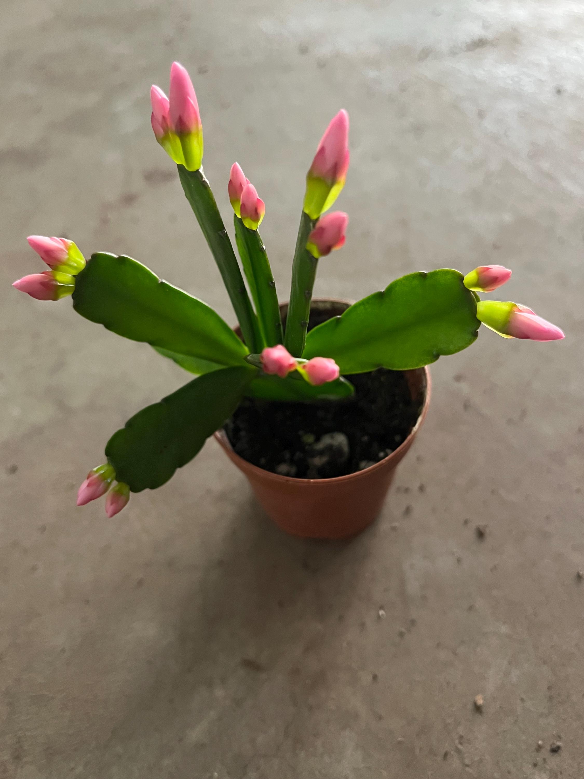 Spring Cactus/easter Cactus Live Plants / Different Colors of Flowers ...