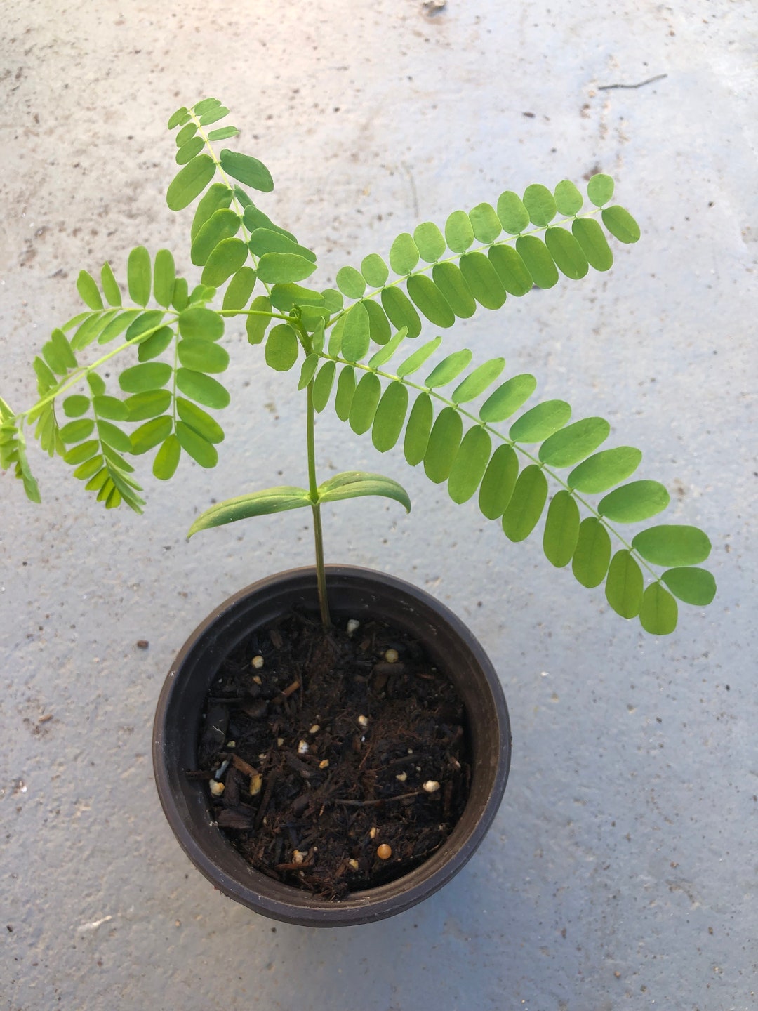 A Live Red Flamboyant Seeding Starter in a 4” Pot / 8”- 10” High - Etsy