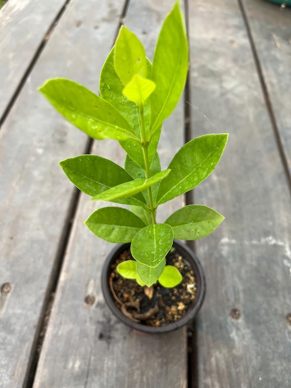 Yellow Strawberry Guava Plant