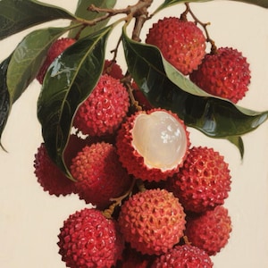 A Lychee Live Plant in a 4'' Pot /seedings - Etsy