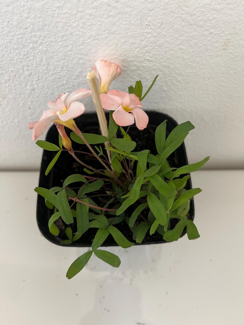 Oxalis Obtusa Plant in 4” Pot/icing - Etsy