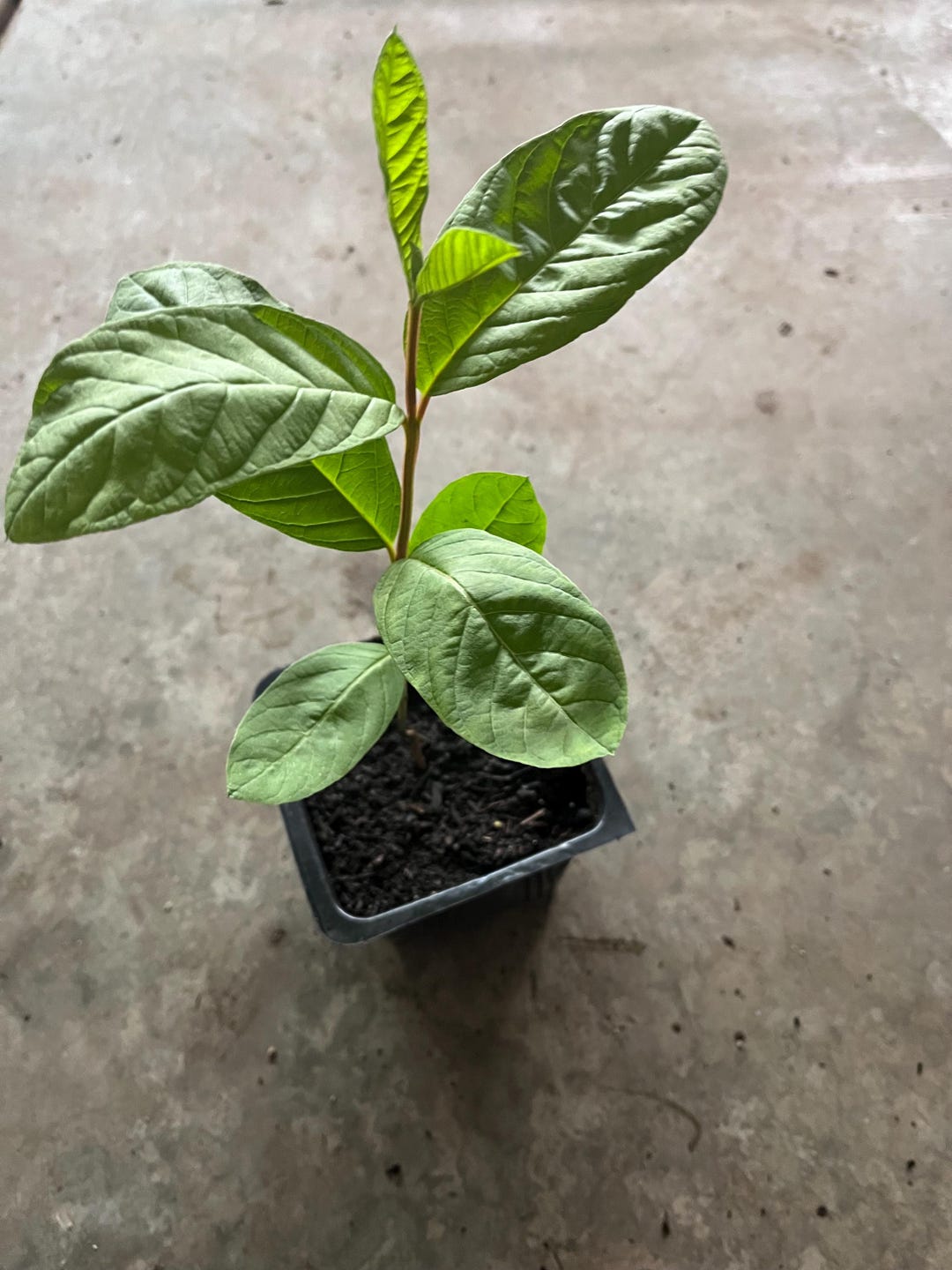 One Year Rare White Pear Guava Tree 8”-10” in a 4” Pot /white Flesh - Etsy