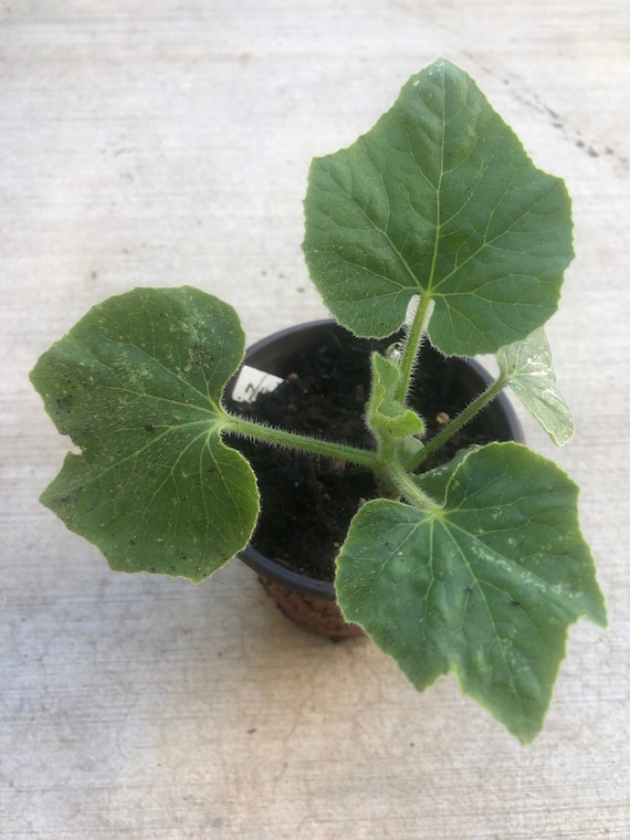 Ash Gourd Plant At Home