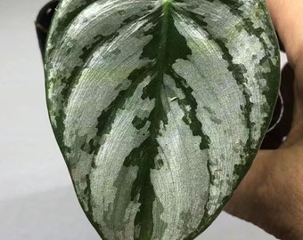 Rare Philo Brandi - Etsy