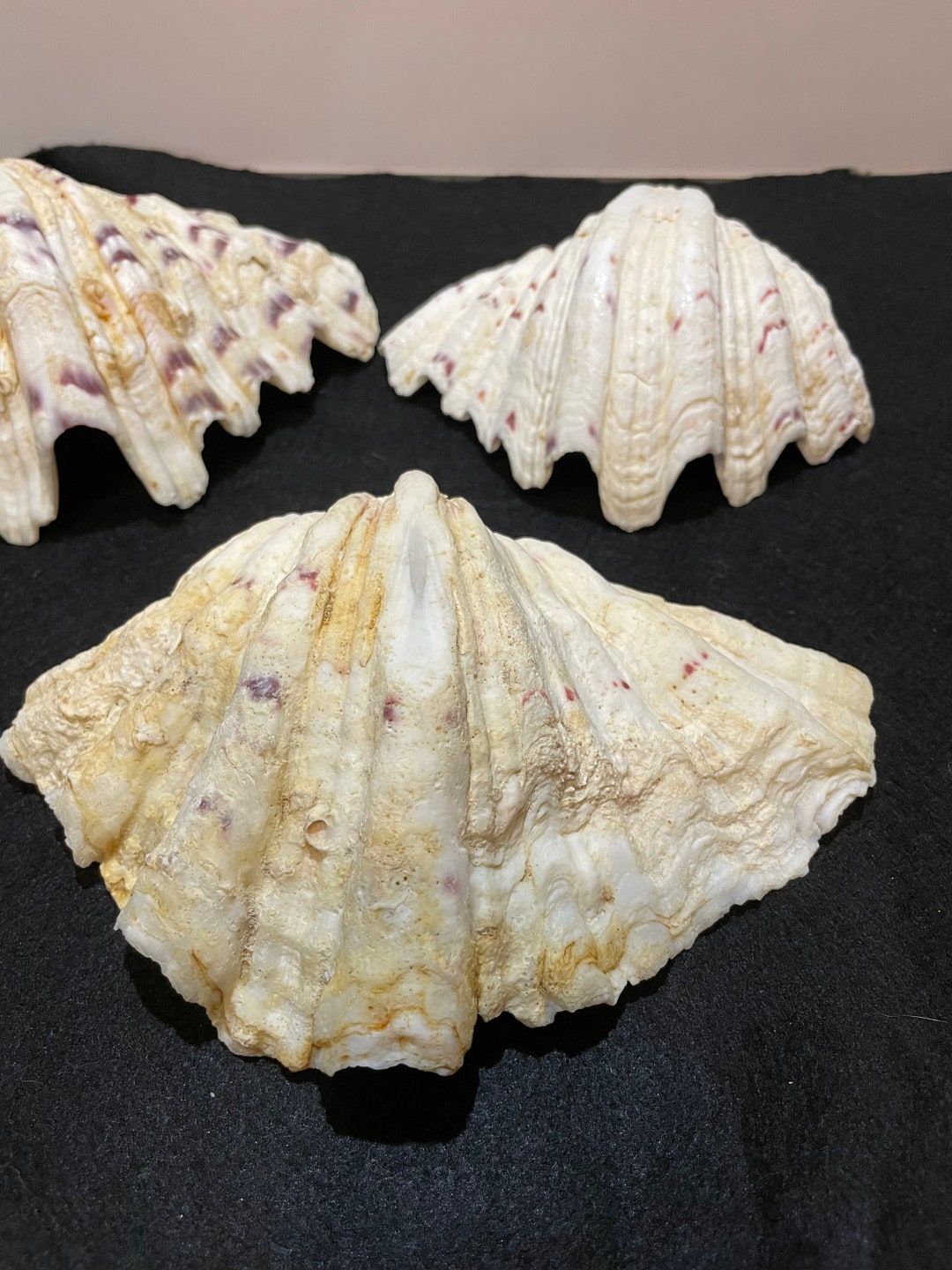 Set of 3 Hippopus Shell/bear Paw Clam Shells - Etsy