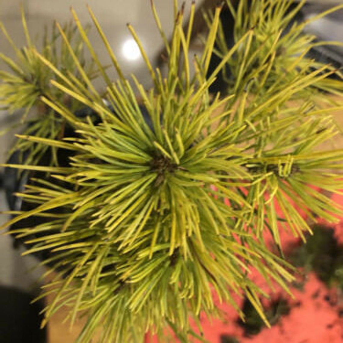 Pino coreano Pinus koraiensis Árbol joven 25cm | Etsy