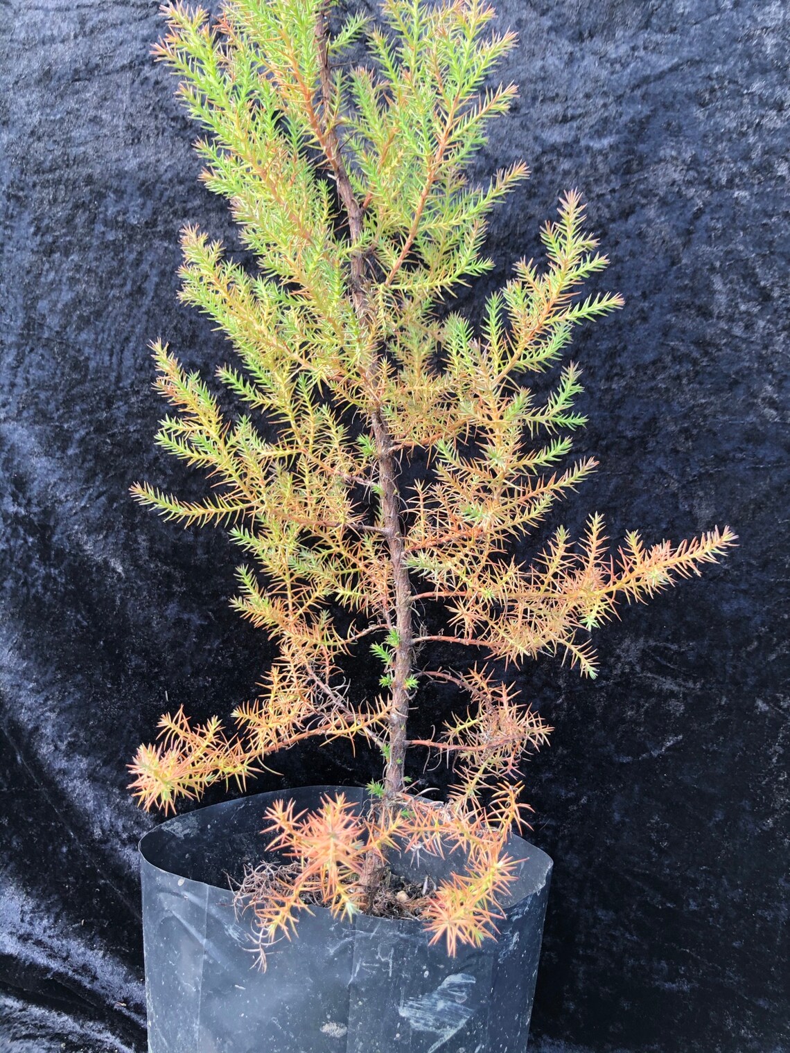 Chinese Weeping Cypress Cupressus Funebris Young Tree 100cm | Etsy